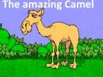 PPT - Alphonse the Camel PowerPoint Presentation, free download - ID ...