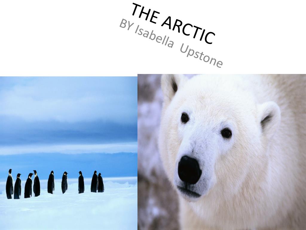 PPT - THE ARCTIC PowerPoint Presentation, free download - ID:2072613