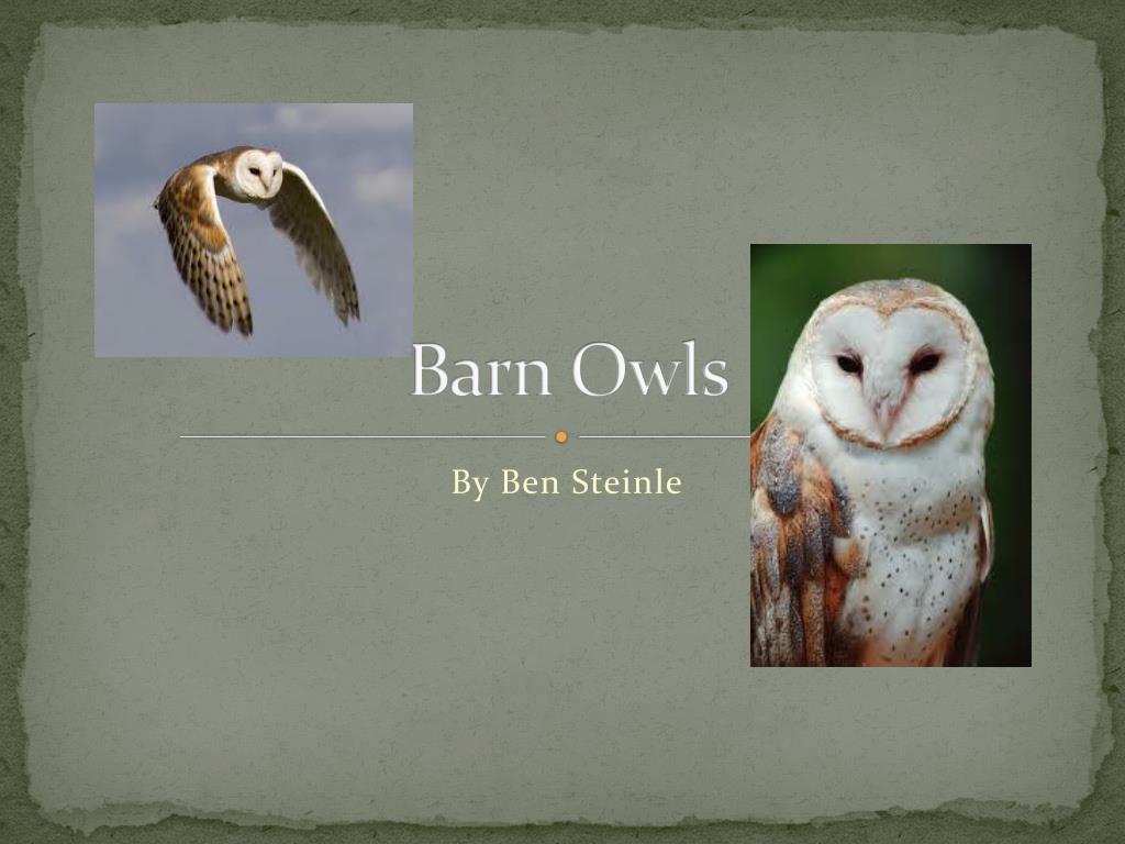 PPT - Barn Owls PowerPoint Presentation, free download - ID:2073226