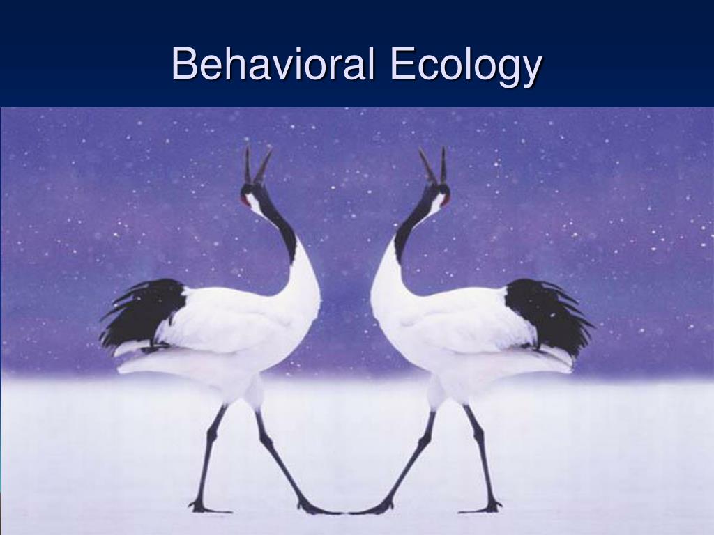 PPT - Behavioral Ecology PowerPoint Presentation, free download - ID ...