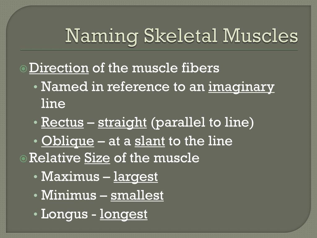 PPT - Naming Skeletal Muscles PowerPoint Presentation, free download ...
