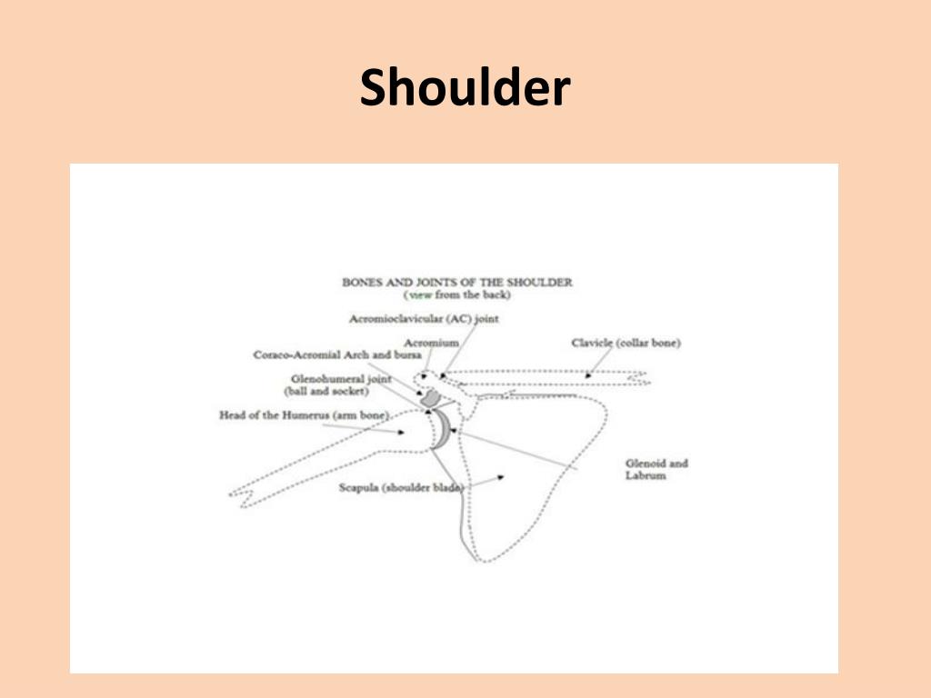 PPT - Shoulder PowerPoint Presentation, free download - ID:2074527