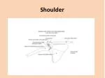 PPT - Rugby Shoulder Pads PowerPoint Presentation, free download - ID ...