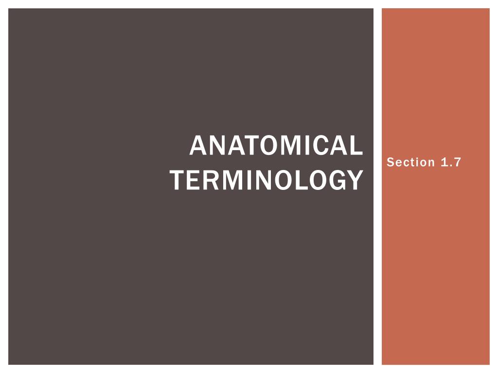 PPT - Anatomical Terminology PowerPoint Presentation, free download ...
