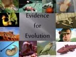 PPT - Evidence for Evolution: 1) BIOGEOGRAPHY PowerPoint Presentation, free download - ID:2992771