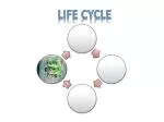 PPT - CYCAS Structure, Reproduction & Life-Cycle PowerPoint ...