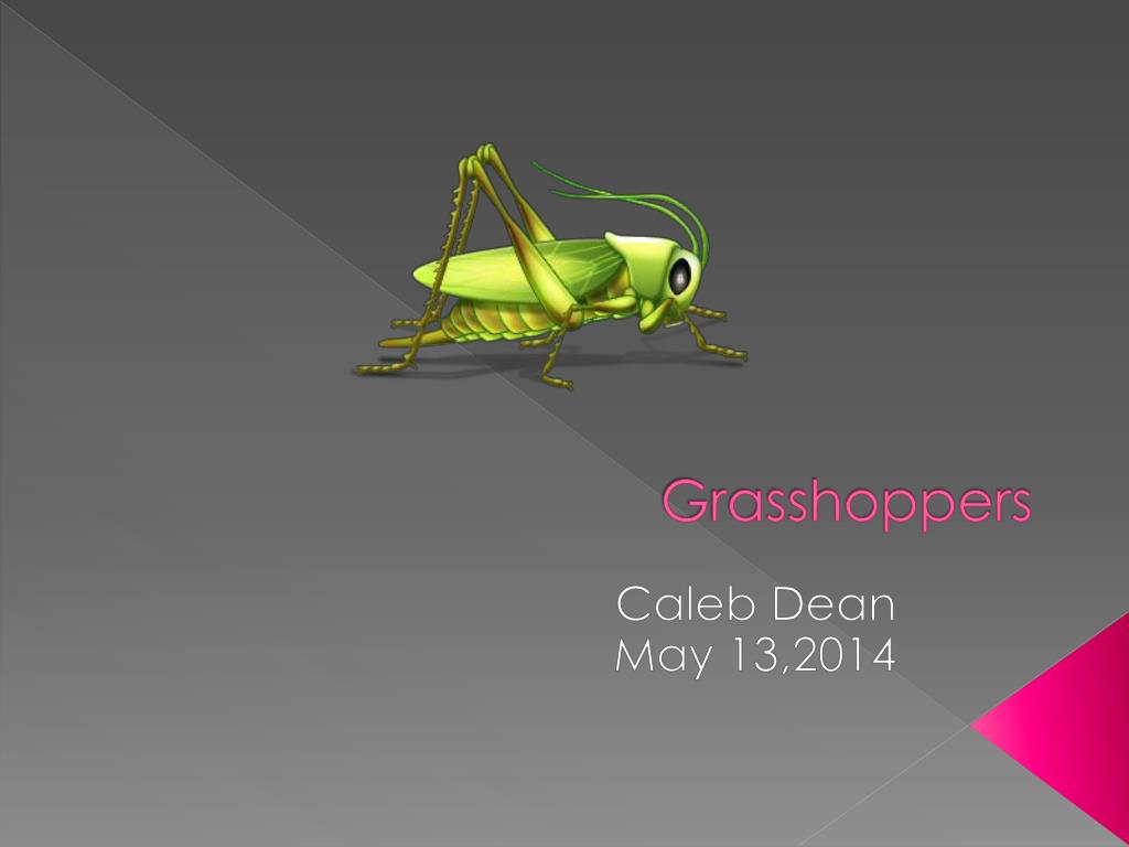 PPT - Grasshoppers PowerPoint Presentation, free download - ID:2080851