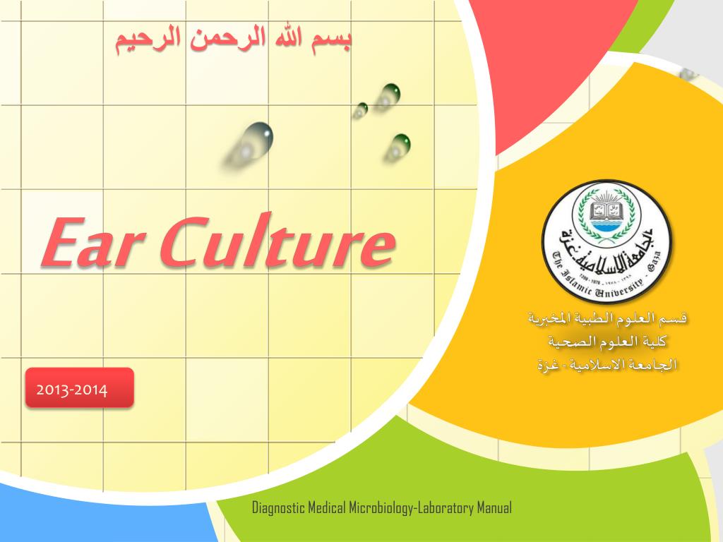PPT - Ear Culture PowerPoint Presentation, free download - ID:2082085