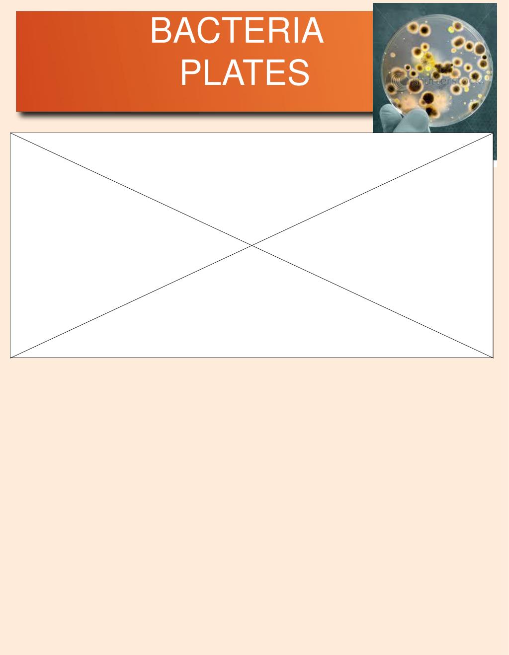 PPT - BACTERIA PLATES PowerPoint Presentation, free download - ID:2082127