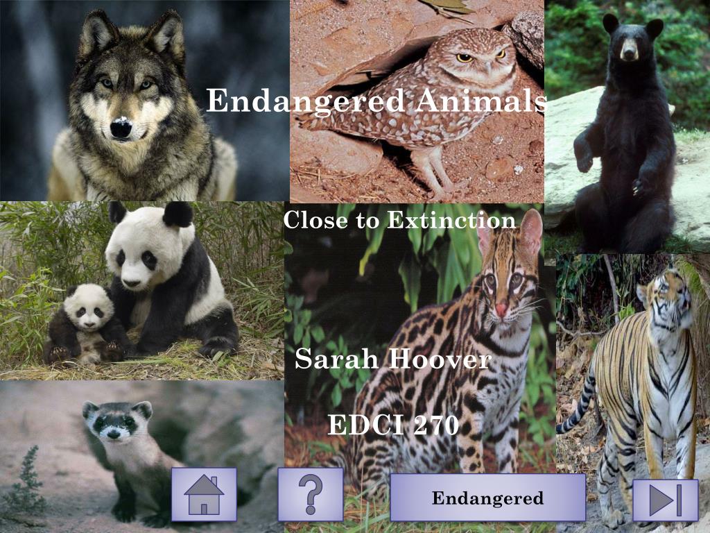 PPT - Endangered Animals PowerPoint Presentation, free download - ID ...