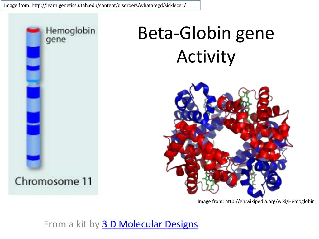 PPT - Beta-Globin gene Activity PowerPoint Presentation, free download ...