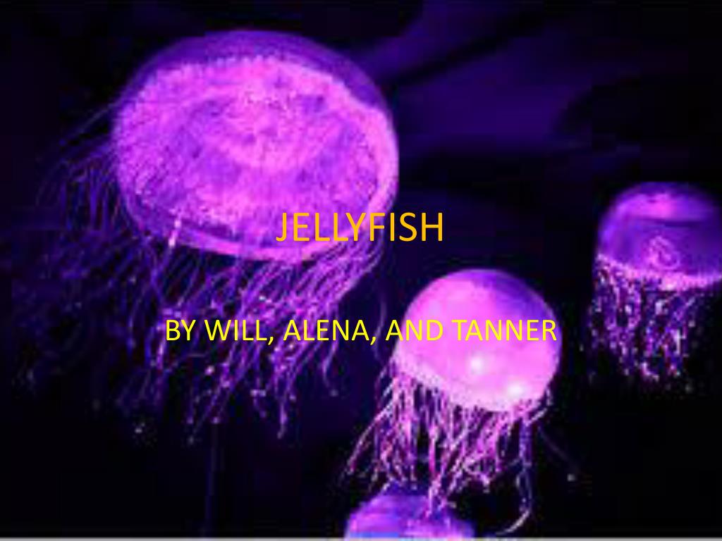 PPT - JELLYFISH PowerPoint Presentation, free download - ID:2083161