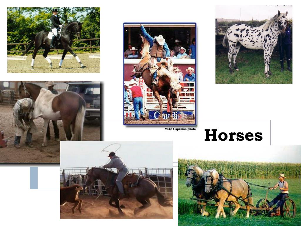 PPT - Horses PowerPoint Presentation, free download - ID:2083600