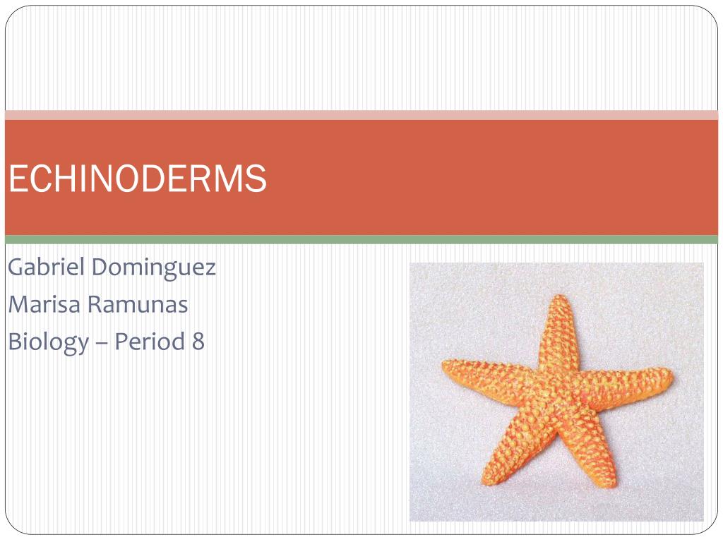 PPT - ECHINODERMS PowerPoint Presentation, free download - ID:2084387