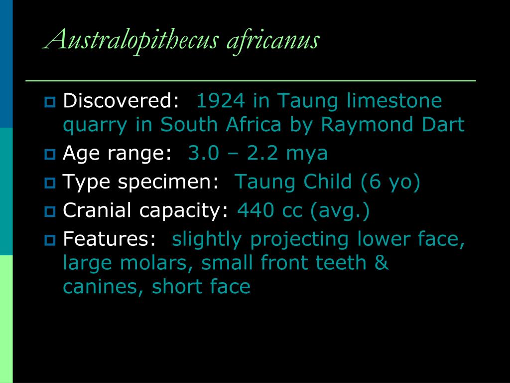 PPT - Australopithecus africanus PowerPoint Presentation, free download - ID:2084393