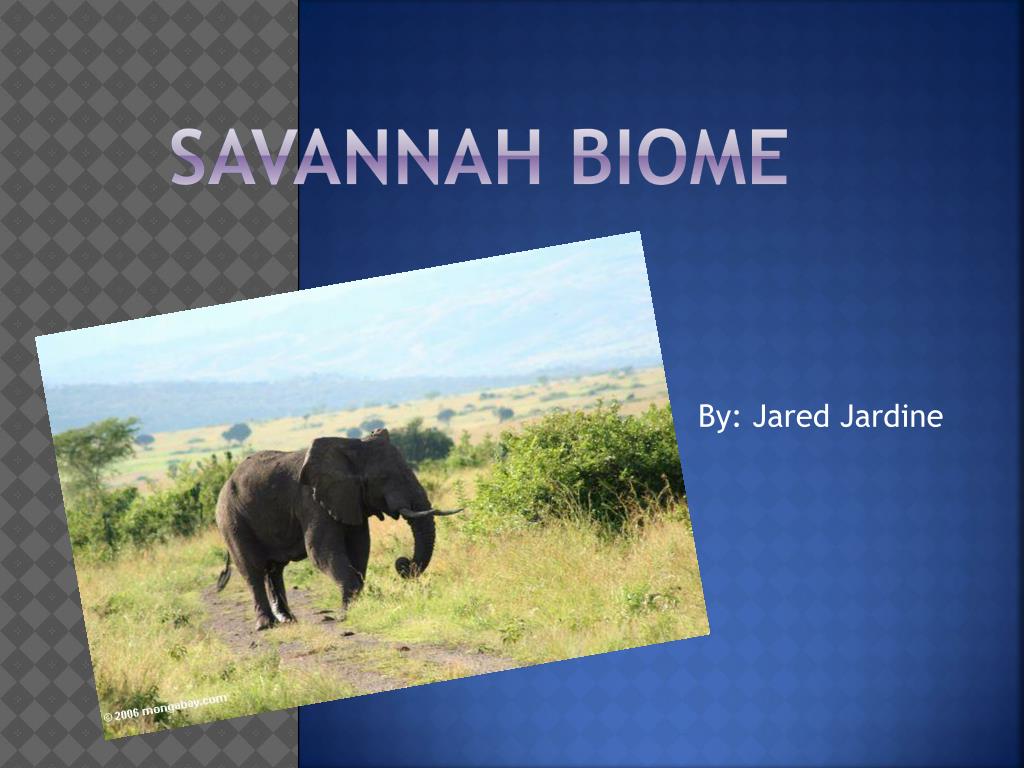 PPT - Savannah biome PowerPoint Presentation, free download - ID:2084836