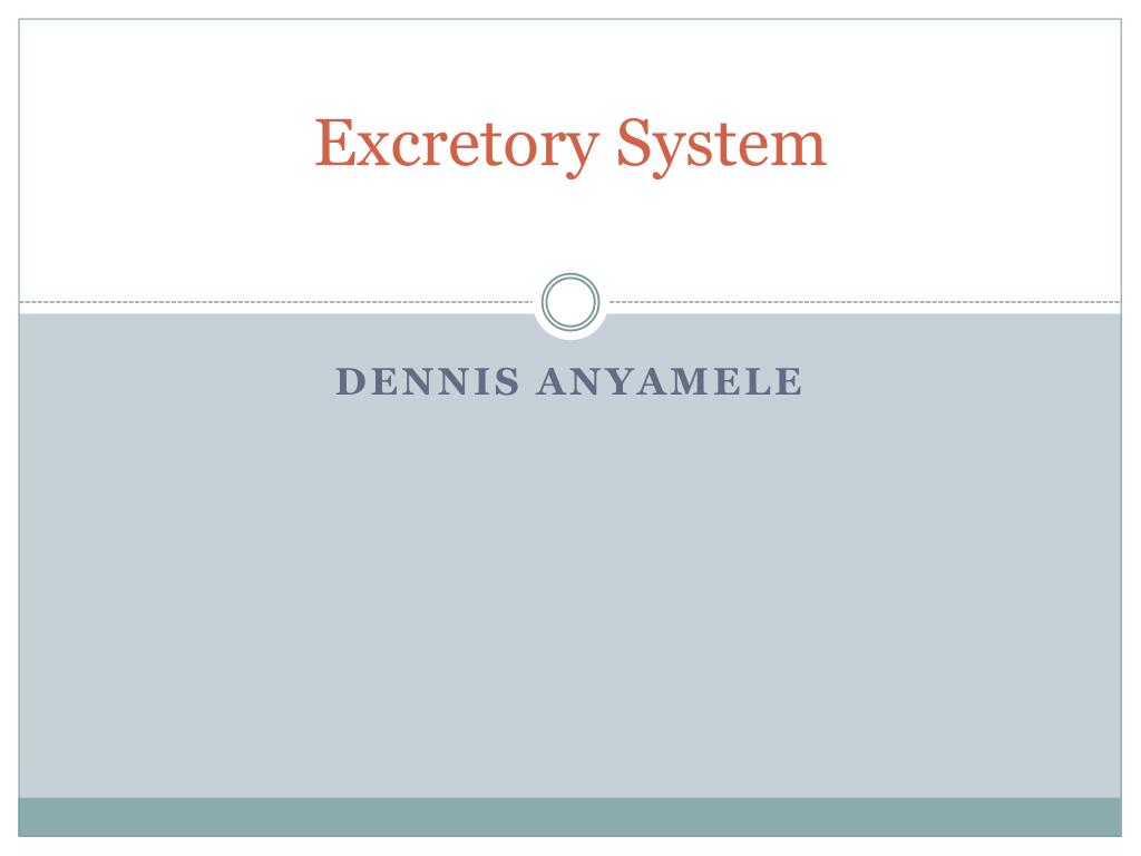PPT - The Excretory System: Functions and Evolution PowerPoint ...