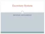 PPT - Human Excretory System PowerPoint Presentation, free download ...