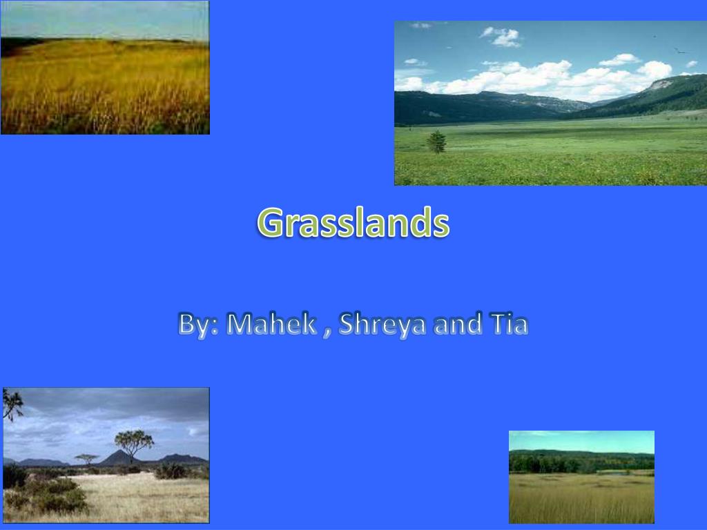 PPT - Grasslands PowerPoint Presentation, free download - ID:2086440