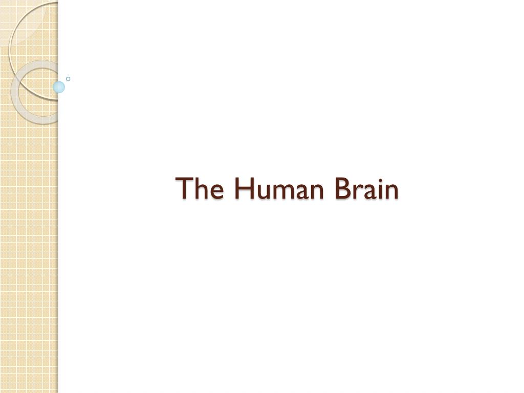 PPT - The Human Brain PowerPoint Presentation, free download - ID:2086966