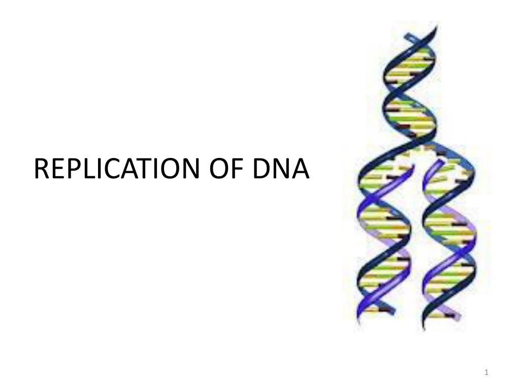 PPT - REPLICATION OF DNA PowerPoint Presentation, free download - ID ...