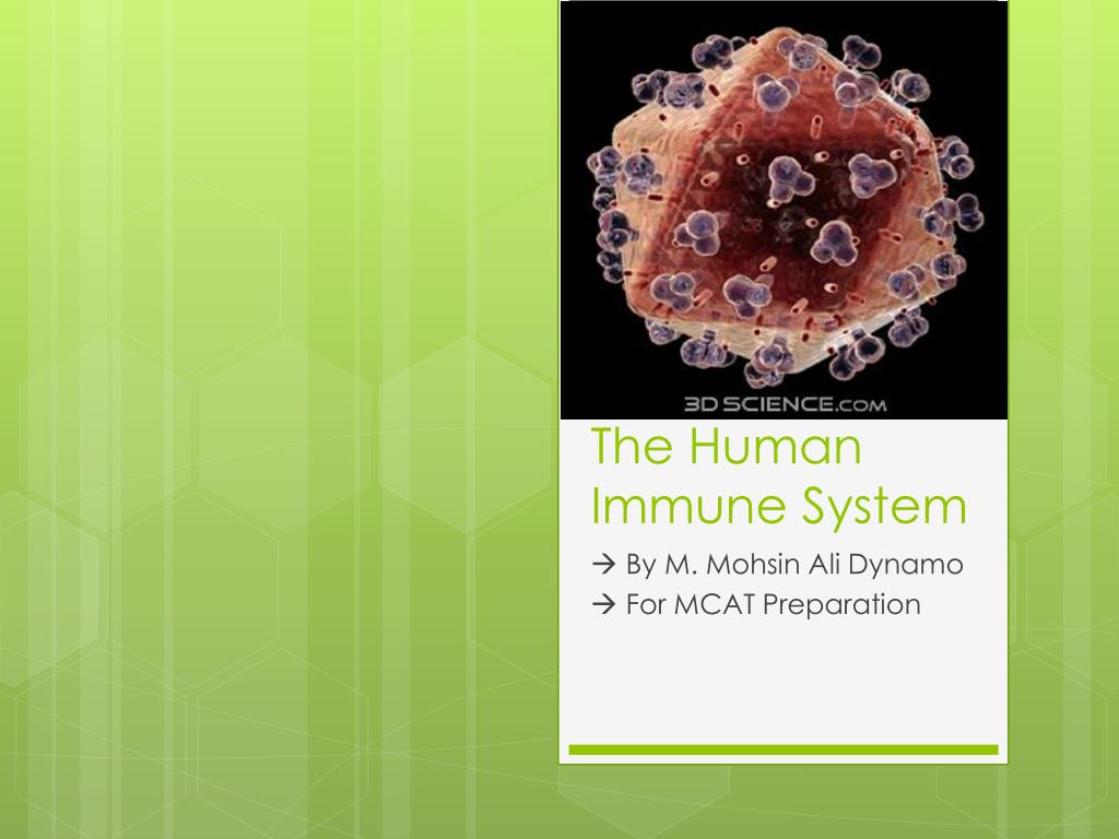 PPT - The Human Immune System PowerPoint Presentation, free download - ID:2087131
