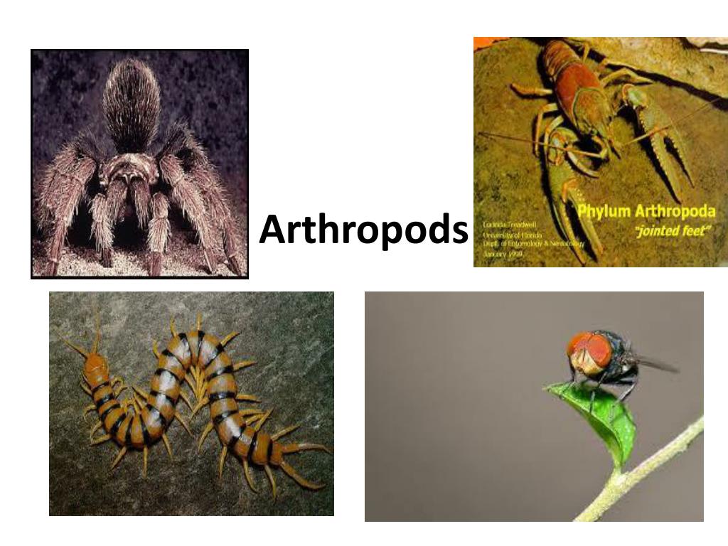 PPT - Arthropods PowerPoint Presentation, free download - ID:2088078