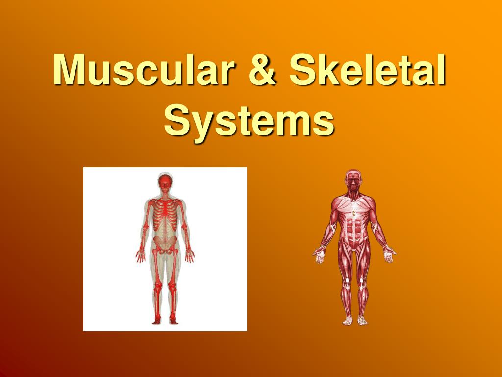 PPT - Muscular & Skeletal Systems PowerPoint Presentation, free ...