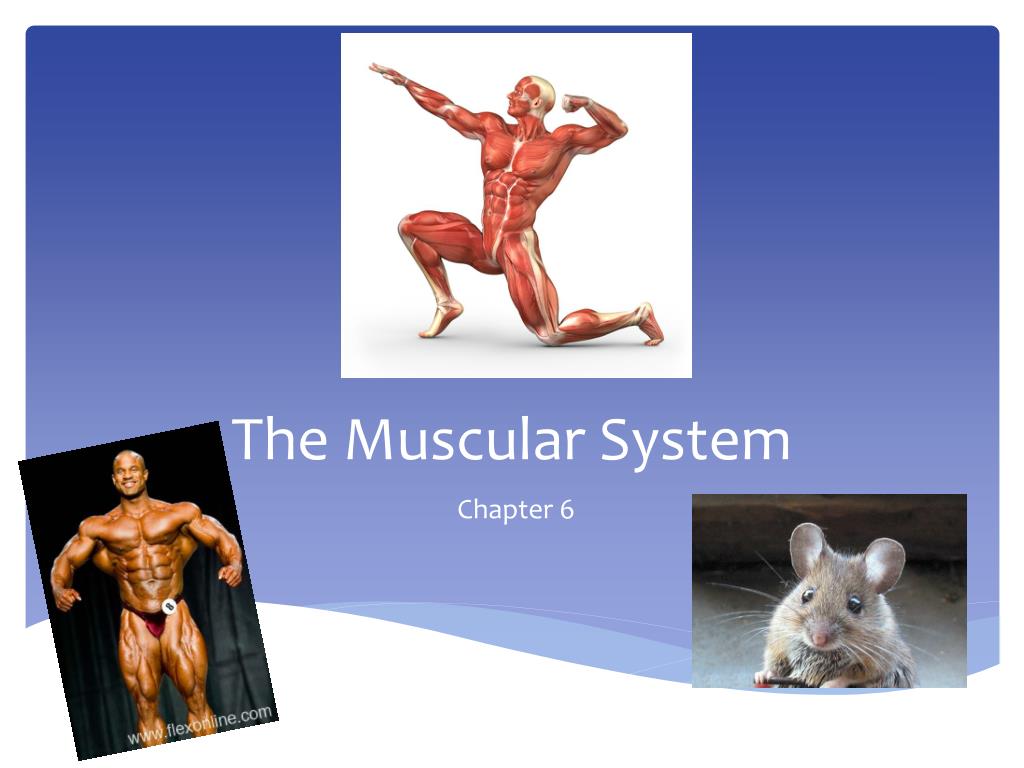 PPT - The Muscular System PowerPoint Presentation, free download - ID ...