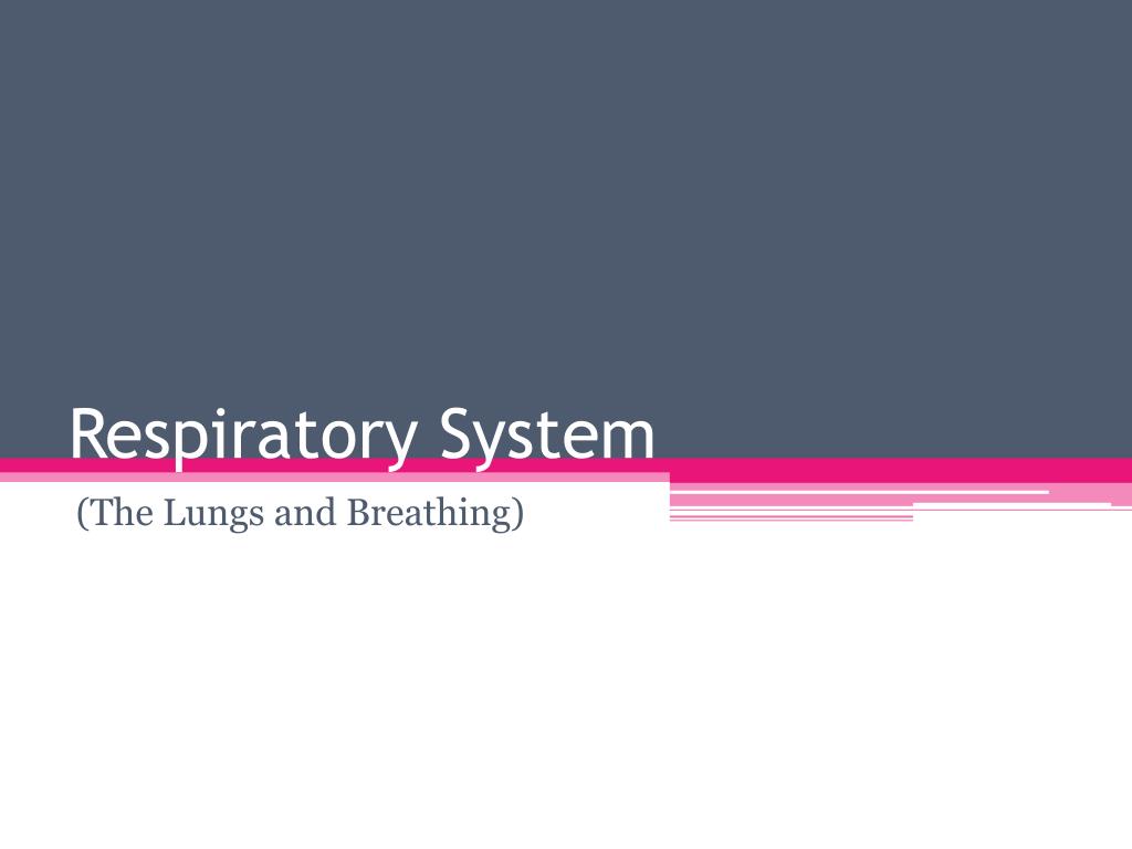PPT - Respiratory System PowerPoint Presentation, free download - ID ...