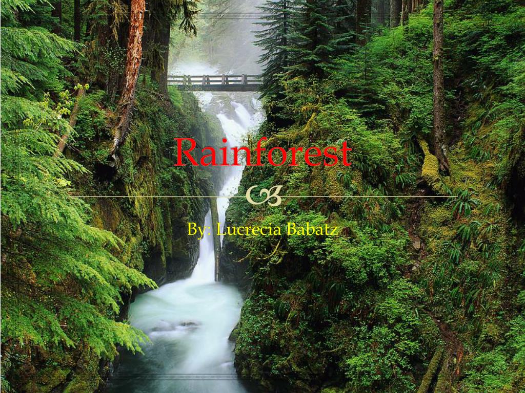 PPT - Rainforest PowerPoint Presentation, free download - ID:2090862