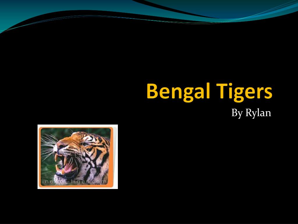 PPT - Bengal Tigers PowerPoint Presentation, free download - ID:2091821
