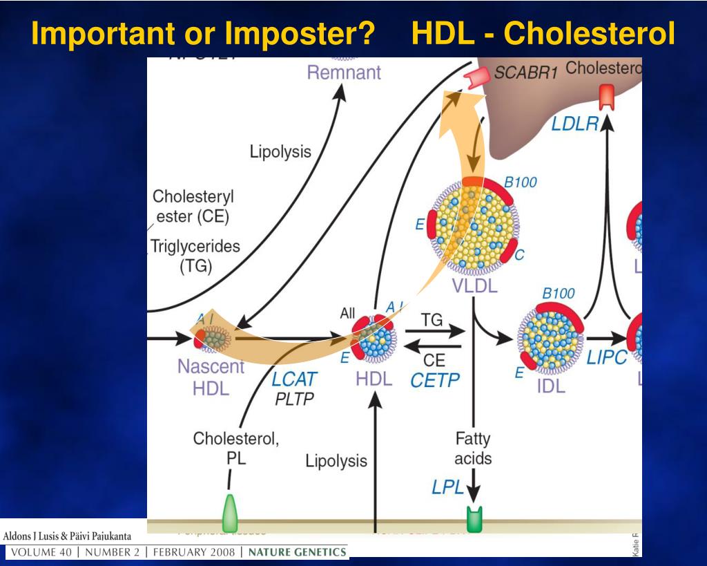 PPT - Important or Imposter? HDL - Cholesterol PowerPoint Presentation ...