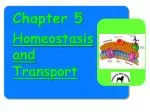 PPT - Homeostasis Chapter 30 pg 302 PowerPoint Presentation, free ...