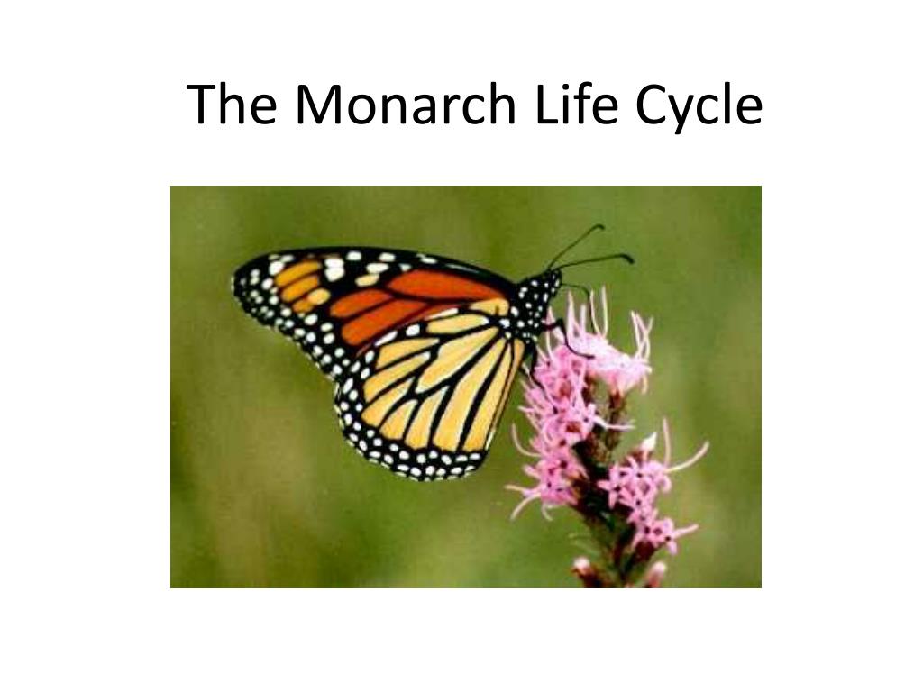 PPT - The Monarch Life Cycle PowerPoint Presentation, free download ...