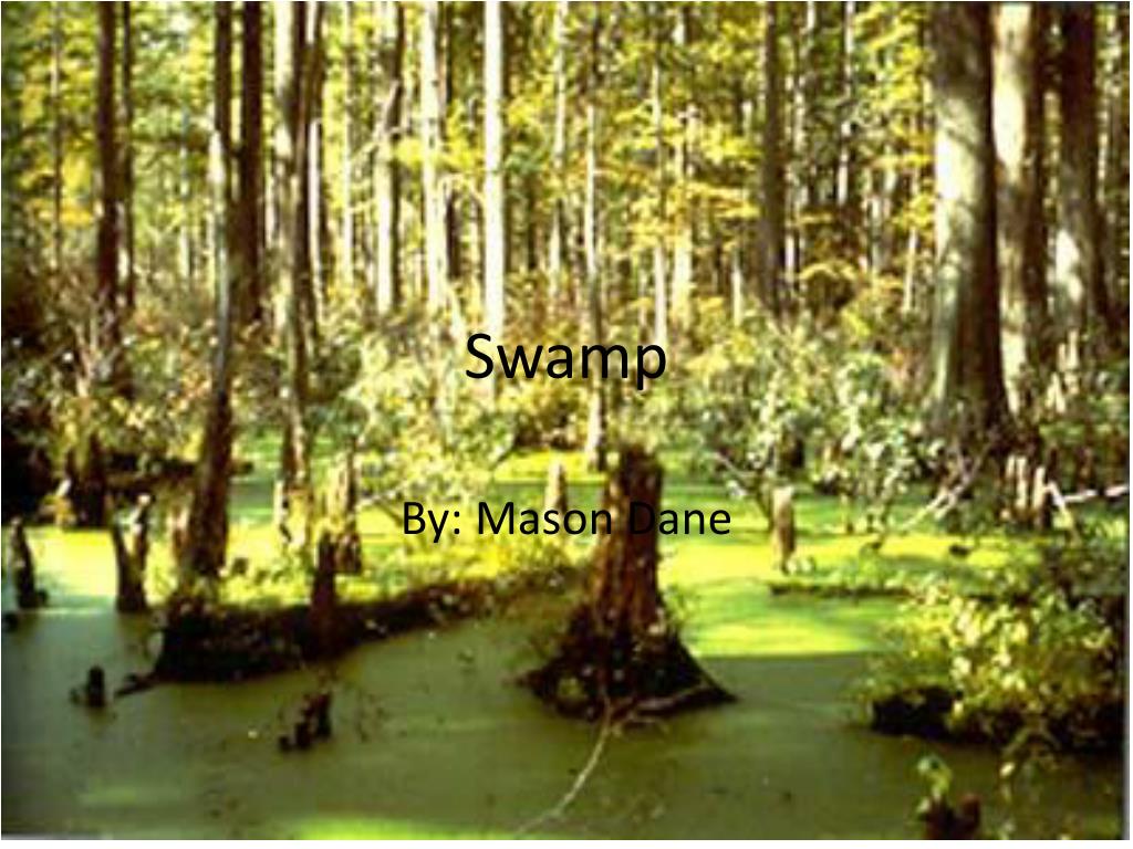 PPT - Swamp PowerPoint Presentation, free download - ID:2095923