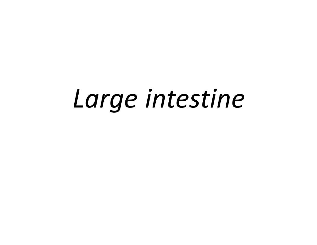 PPT - Large intestine PowerPoint Presentation, free download - ID:2096021