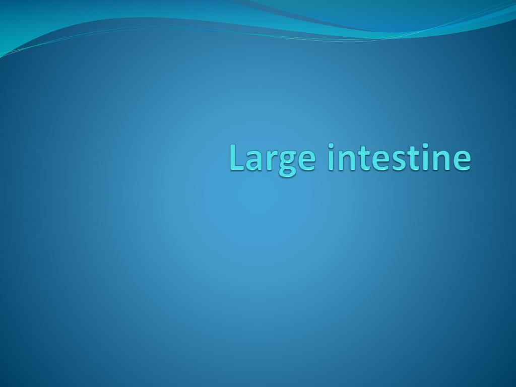 PPT - Large intestine PowerPoint Presentation, free download - ID:2096054