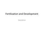 PPT - Fertilization and implantation PowerPoint Presentation, free ...