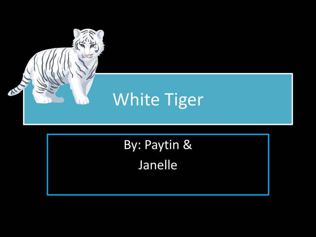 PPT - White Tiger PowerPoint Presentation, free download - ID:2098135