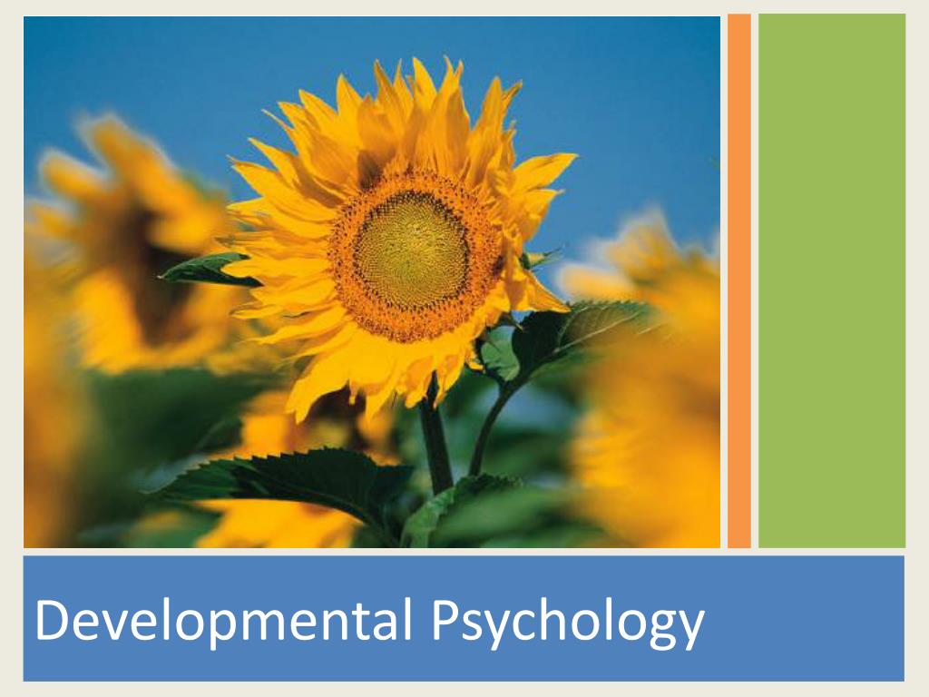 PPT - Developmental Psychology PowerPoint Presentation, free download ...