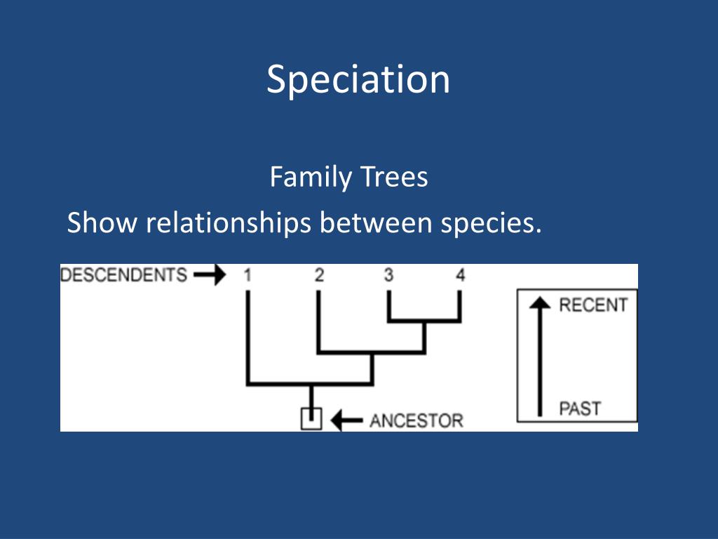 PPT - Speciation PowerPoint Presentation, free download - ID:2100846