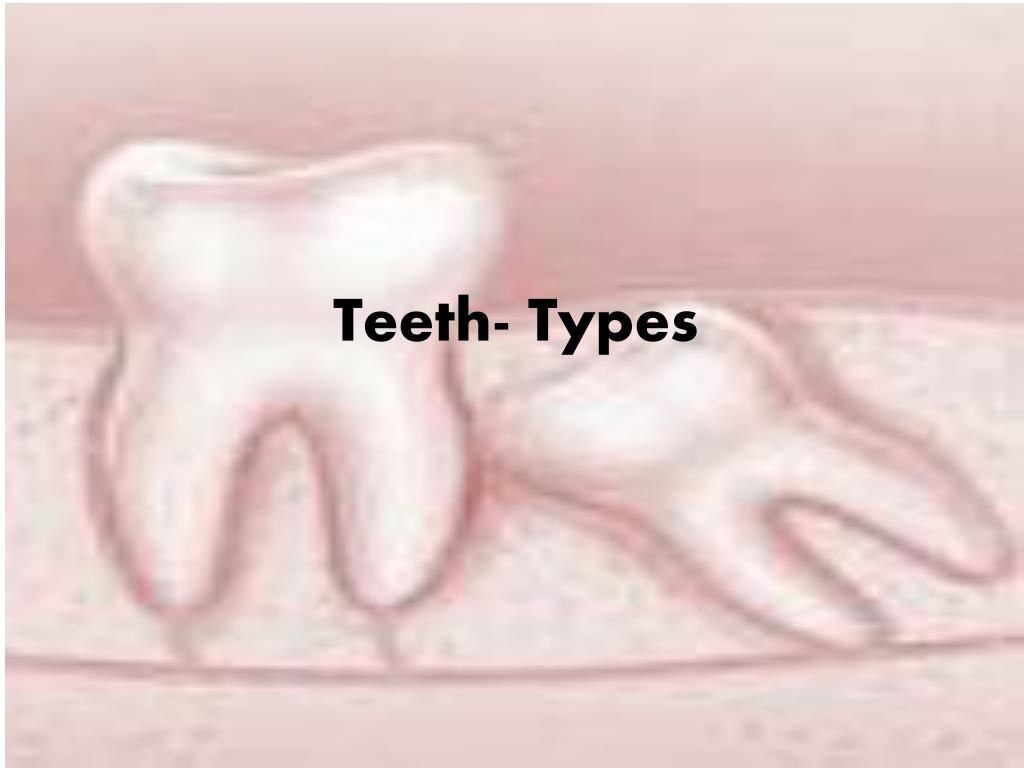 PPT - Teeth- Types PowerPoint Presentation, free download - ID:2101337