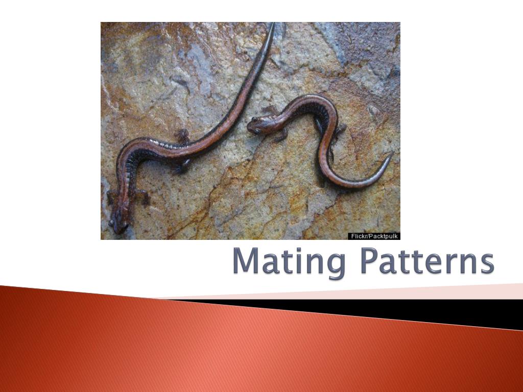 PPT - Mating Patterns PowerPoint Presentation, free download - ID:2105215