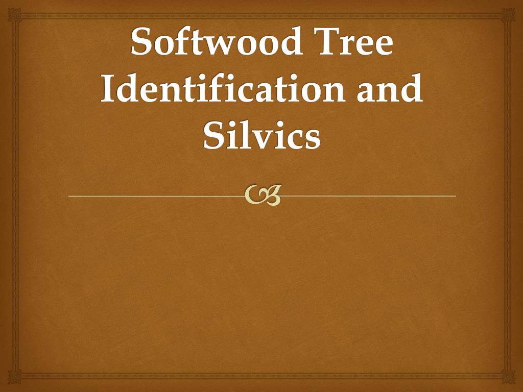 PPT - Softwood Tree Identification and Silvics PowerPoint Presentation ...