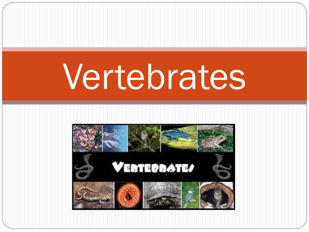 PPT - Vertebrates PowerPoint Presentation, free download - ID:2107063