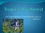 PPT - Rainforest Animals & Their Adaptations PowerPoint Presentation ...