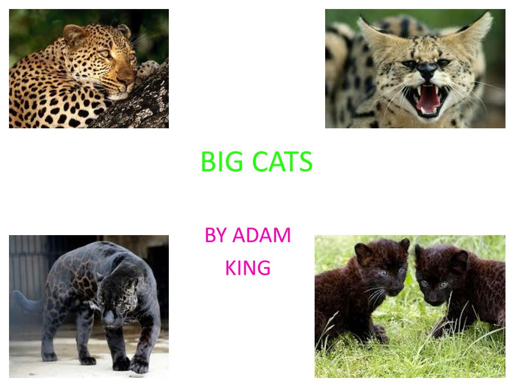 PPT - BIG CATS PowerPoint Presentation, free download - ID:2107986