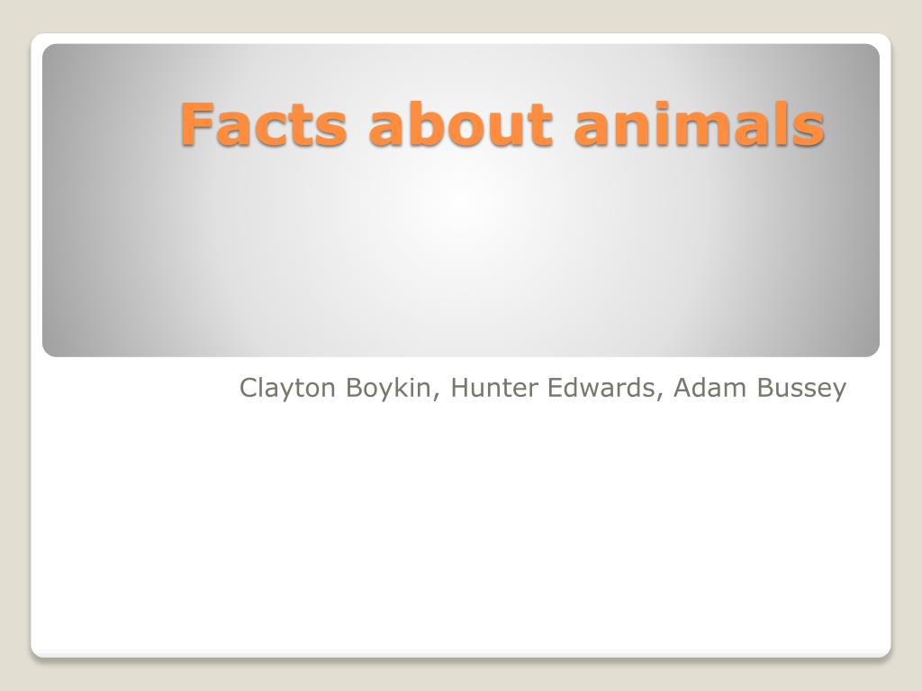 PPT - Fascinating Facts About the African Serval and Madagascar Hissing ...