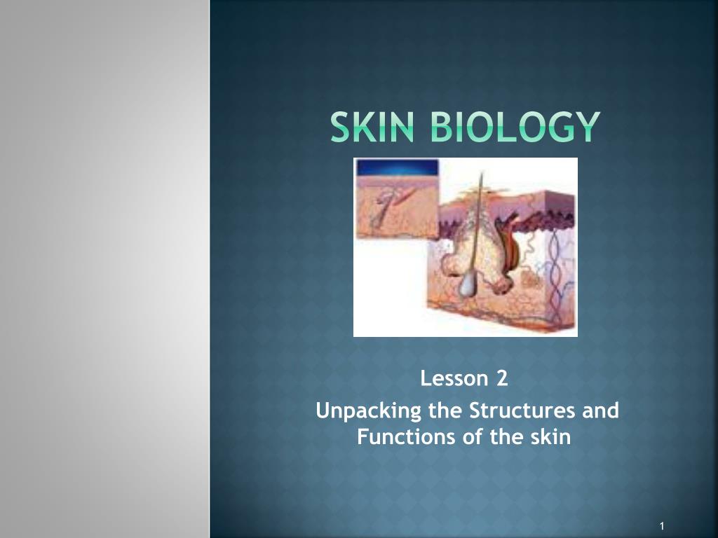 PPT - Skin Biology PowerPoint Presentation, free download - ID:2108299